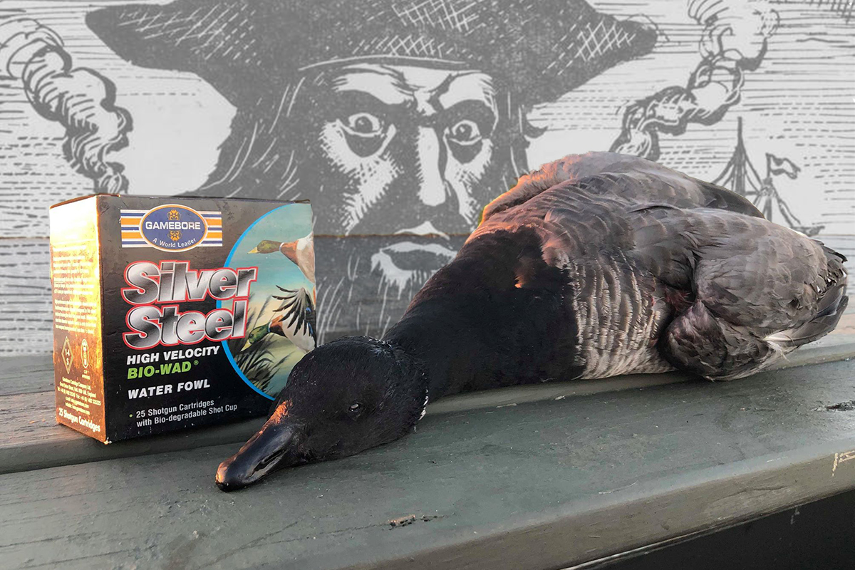 Banded Brant Goose Martin's Taxidermy A Double Banded Brant Goose