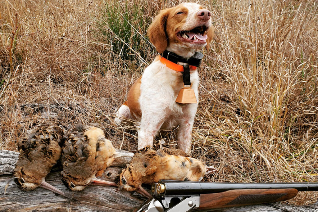Brittany Spaniel Duck Hunting