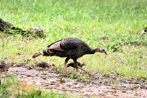 Celebrating 50 Years: The 2026 NWTF Convention & Sport Show – FEATHERS ...
